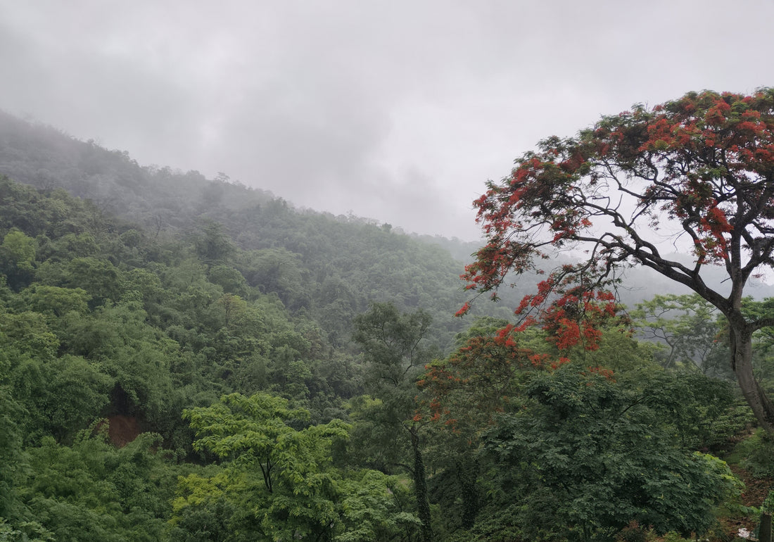 Amchong Tea Estate Guide: Assam's Hidden Nature & Eco Tourism